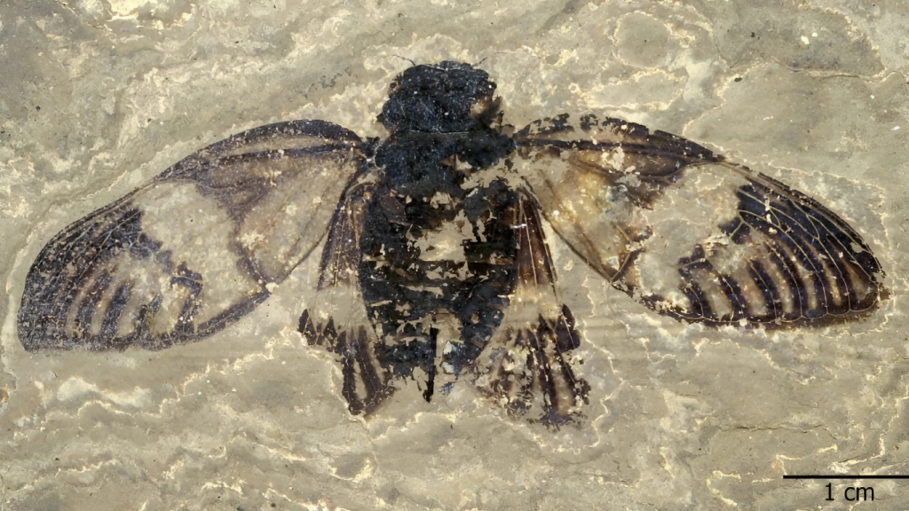 Ancient Cicada Fossil Unearthed in Germany Sheds Light on Early ...